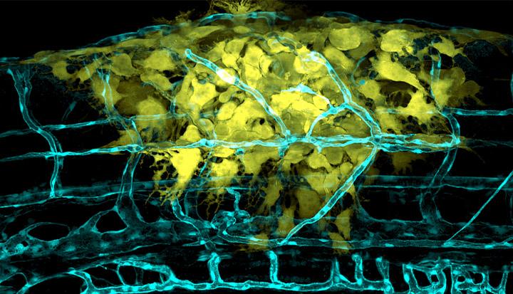 Dragonfly Confocal Microscope System - Andor - Oxford Instruments