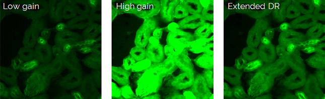 Andorの高速で敏感なsCMOSカメラ - Andor - Oxford Instruments