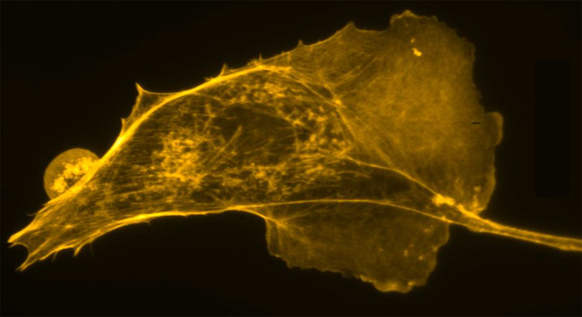 Cell Biology - Microscopy & Imaging Solutions - Andor - Oxford Instruments