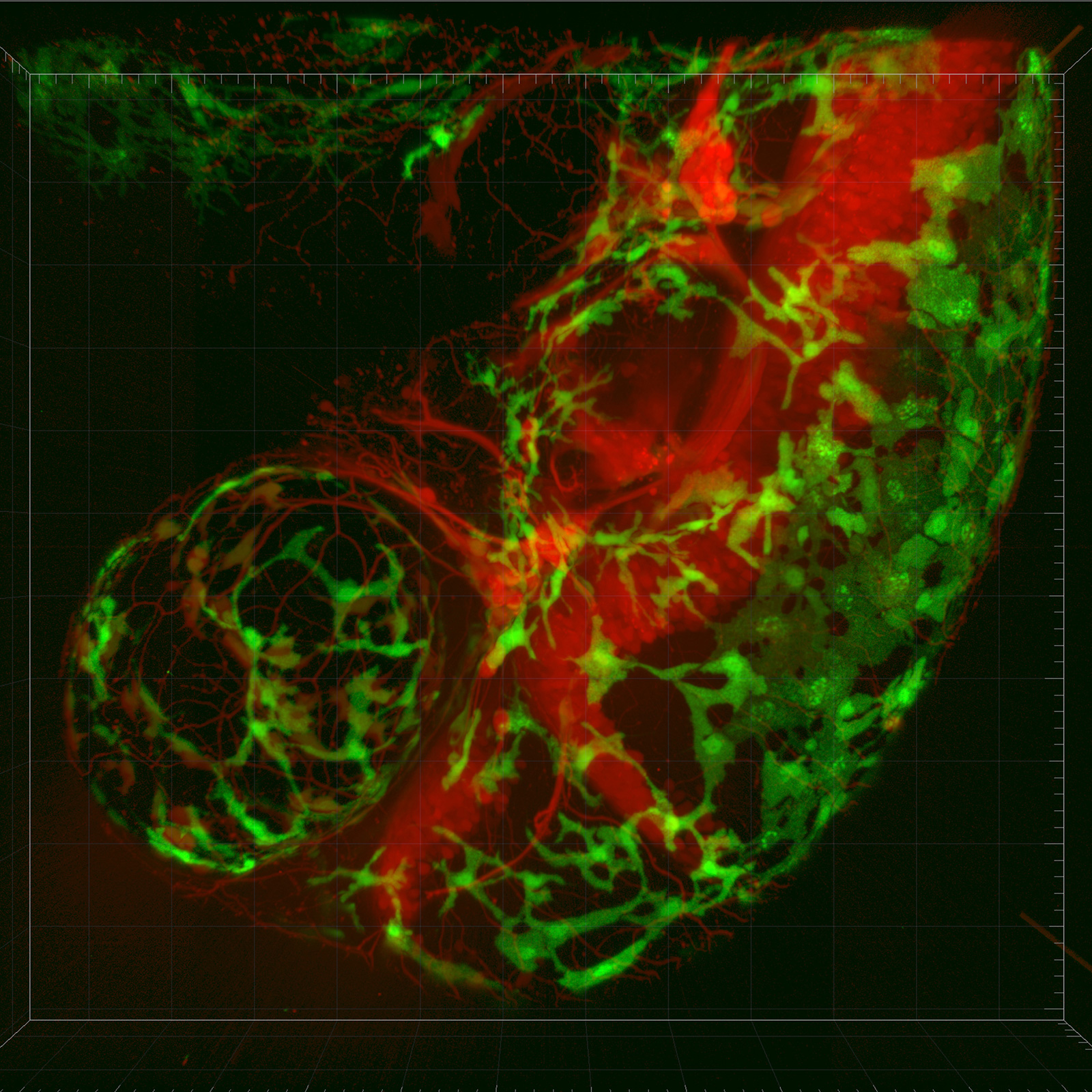 High Speed Confocal Microscope System | Dragonfly - Andor - Oxford ...