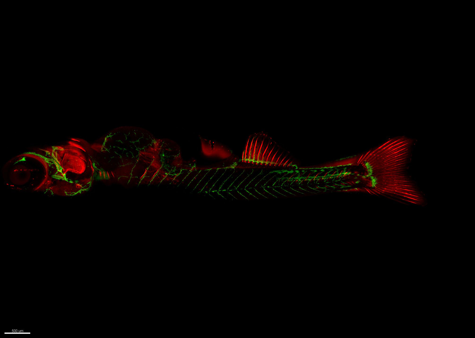 High Speed Confocal Microscope System | Dragonfly - Andor - Oxford ...