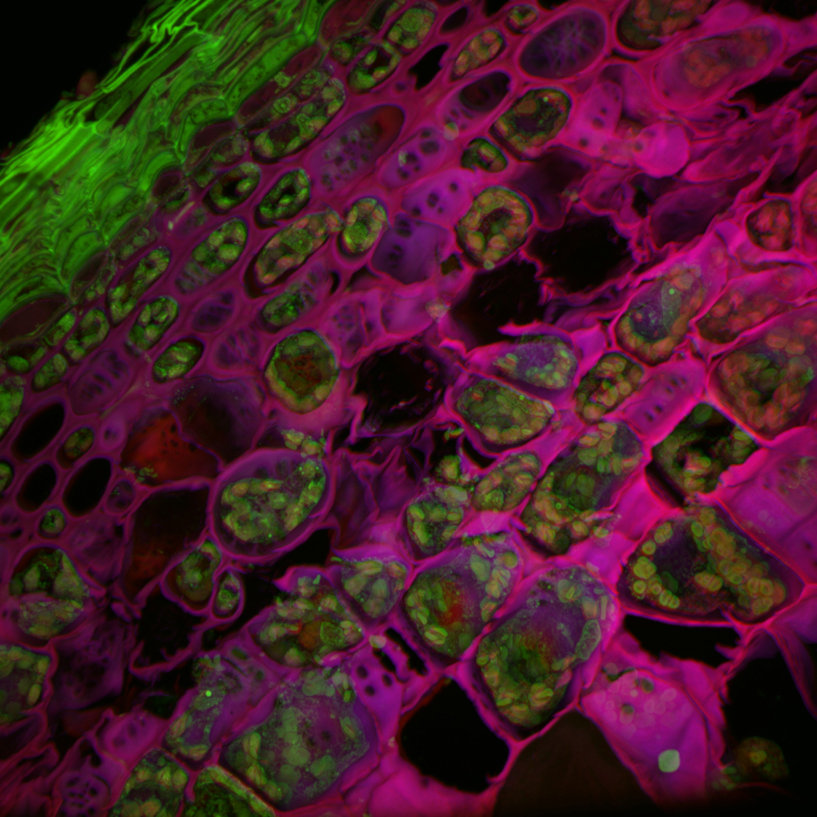 High Speed Confocal Microscope System | Dragonfly - Andor - Oxford ...